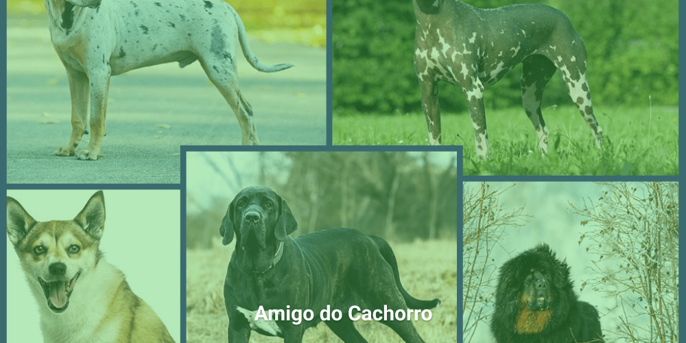 Cachorros Mais Raros do Mundo: Descubra Raças Exóticas | Amigo Cachorro Cachorros Mais Raros do Mundo: Descubra Raças Exóticas | Amigo Cachorro